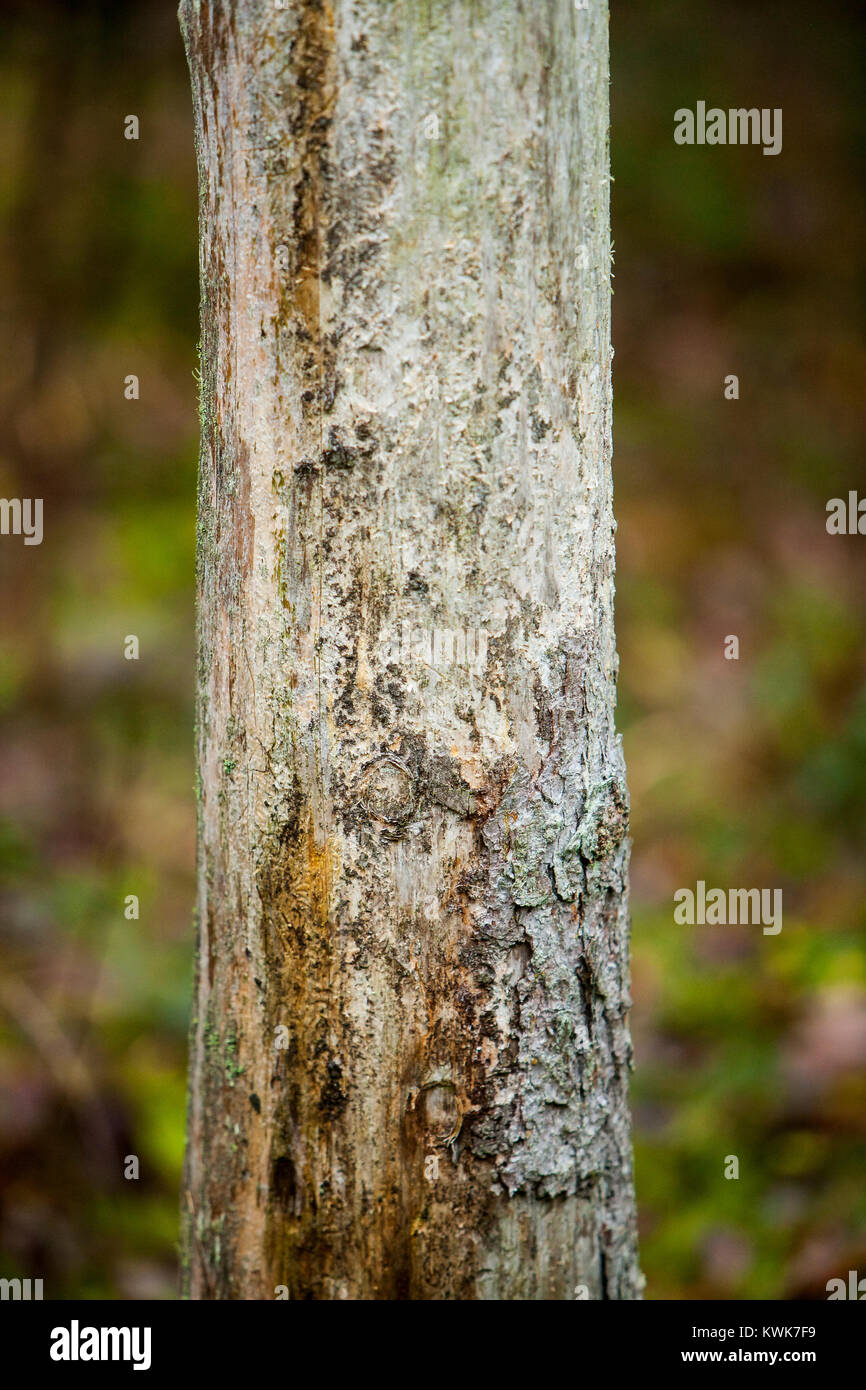 Dead tree texture hi-res stock photography and images - Alamy