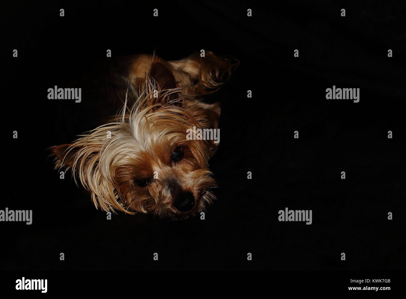 A small tan dog against a dark background, image in landscape format ...