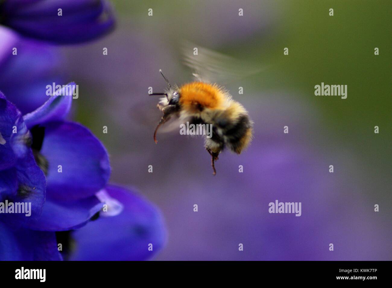 Back view of bumblebee hi-res stock photography and images - Alamy