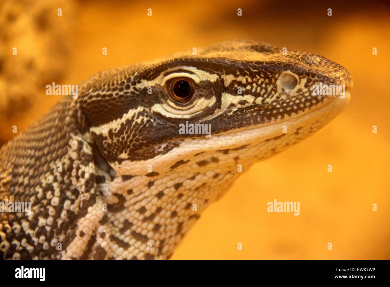 Ridge-tailed Monitor Lizard Stock Photo - Alamy