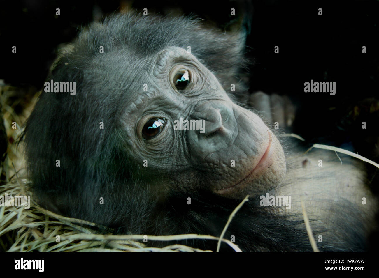 Chimpanzee portrait hi-res stock photography and images - Alamy