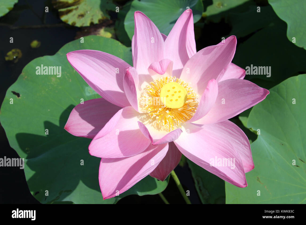 Big pink lotus on the water in pond Stock Photo - Alamy