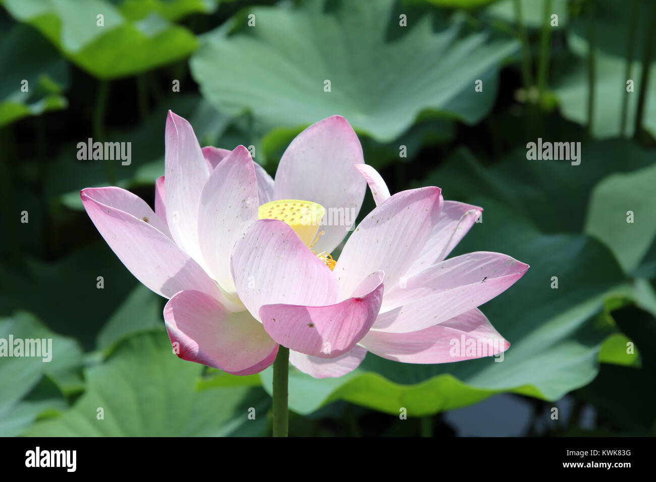 Big pink lotus and green leaves in pond Stock Photo - Alamy