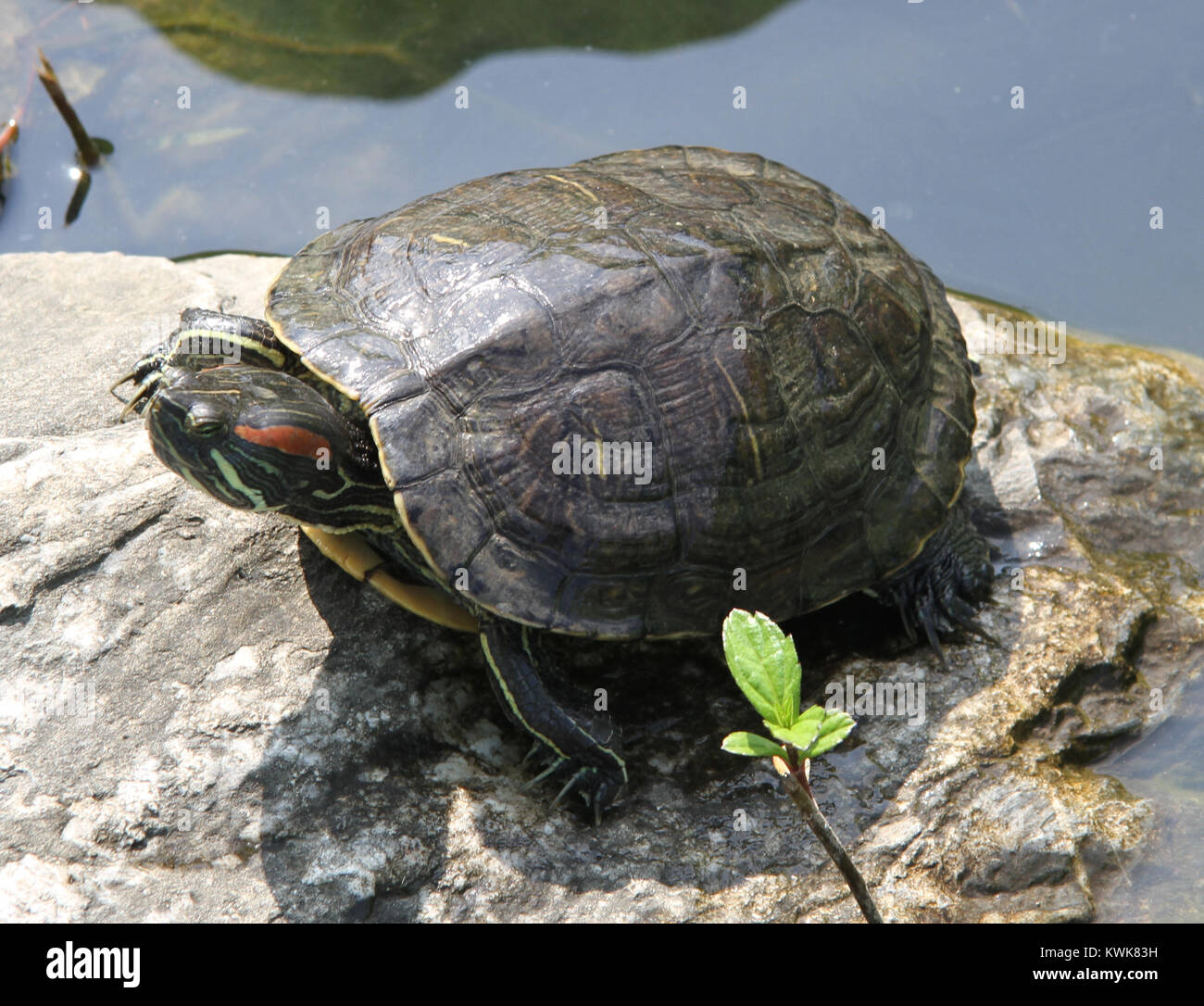 Turtle on the rock in small pond Stock Photo - Alamy