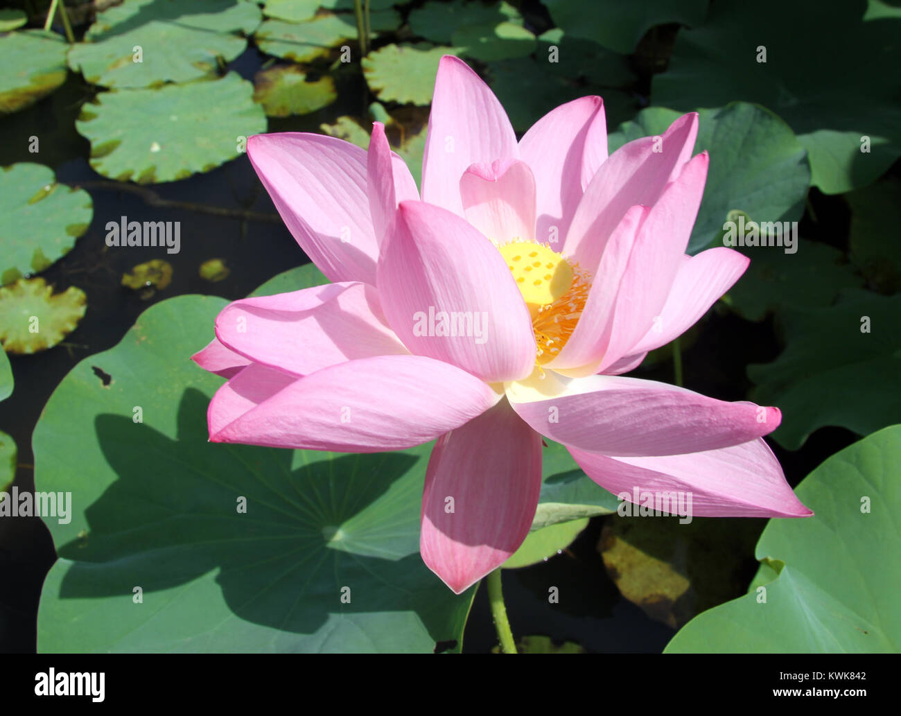 Big lotus flower and green leaves in pond Stock Photo - Alamy