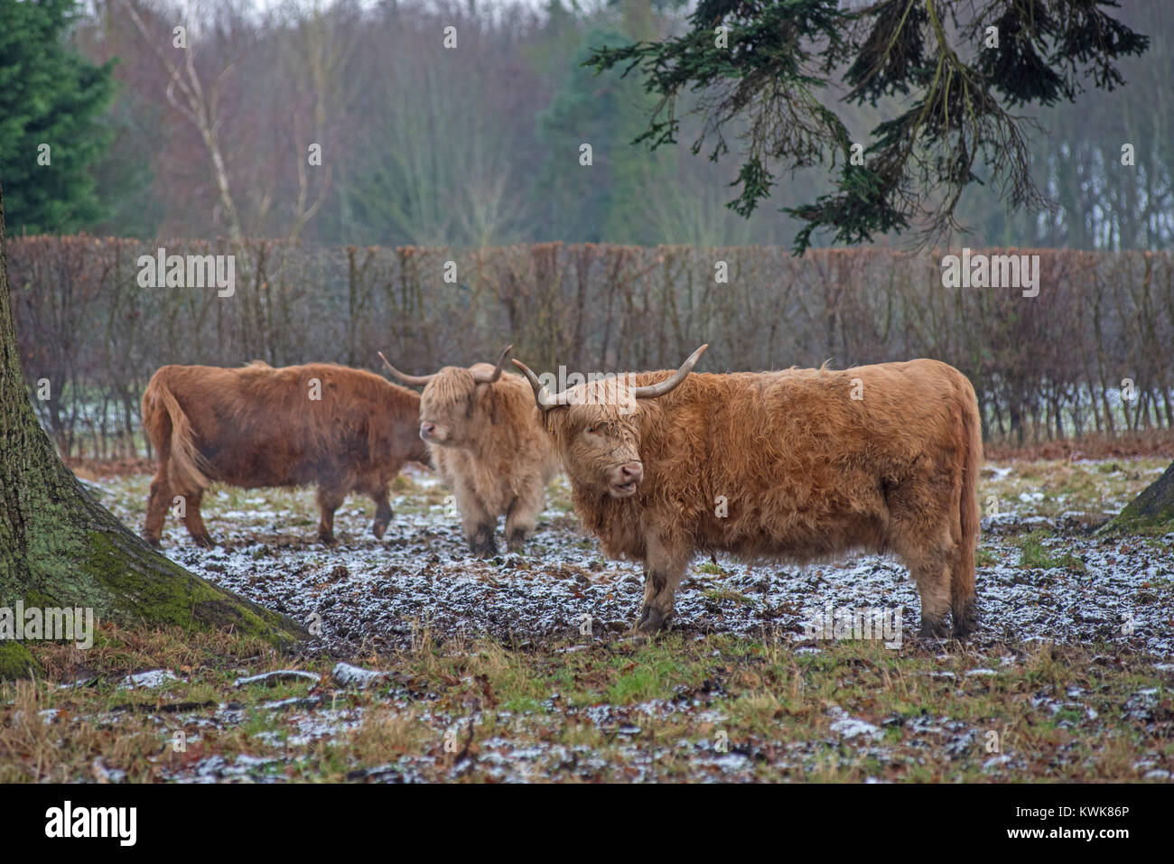Farm scotland cattle borders hi-res stock photography and images - Alamy