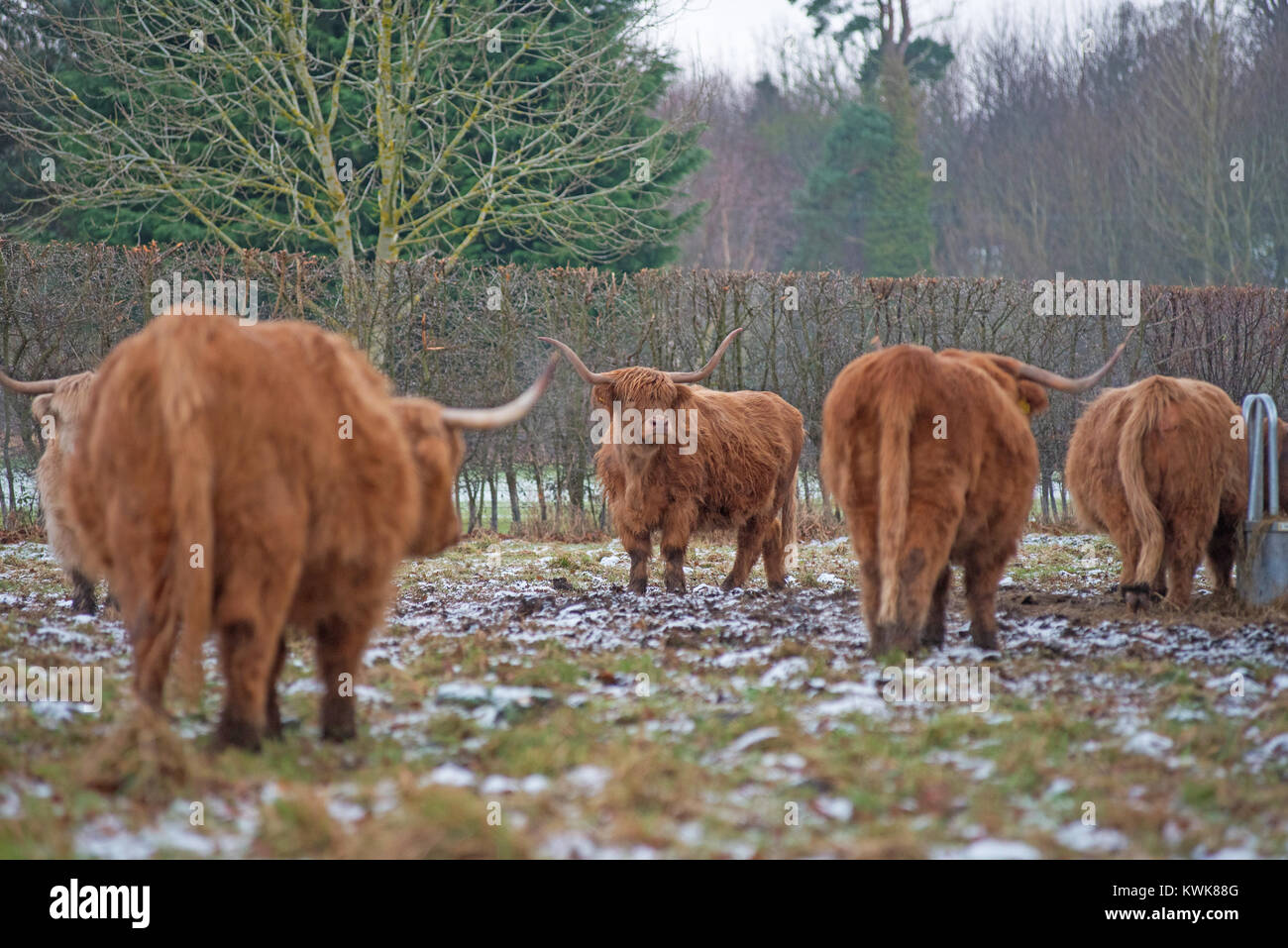 Farm scotland cattle borders hi-res stock photography and images - Alamy