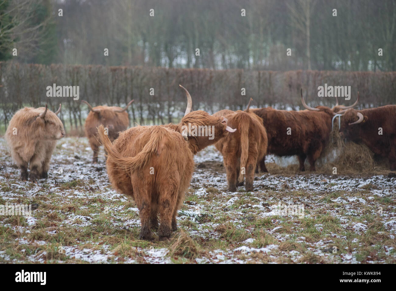 Farm Scotland Cattle Borders High Resolution Stock Photography and ...