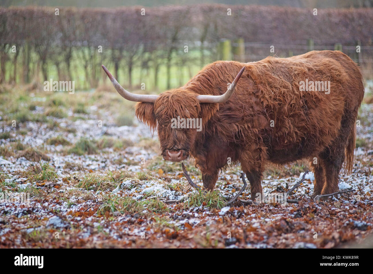 Farm Scotland Cattle Borders High Resolution Stock Photography and ...