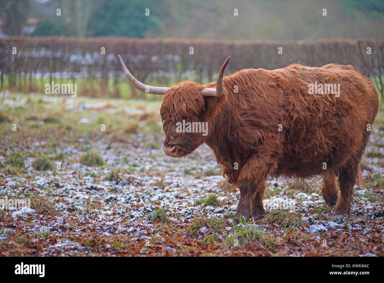 Farm Scotland Cattle Borders High Resolution Stock Photography and ...