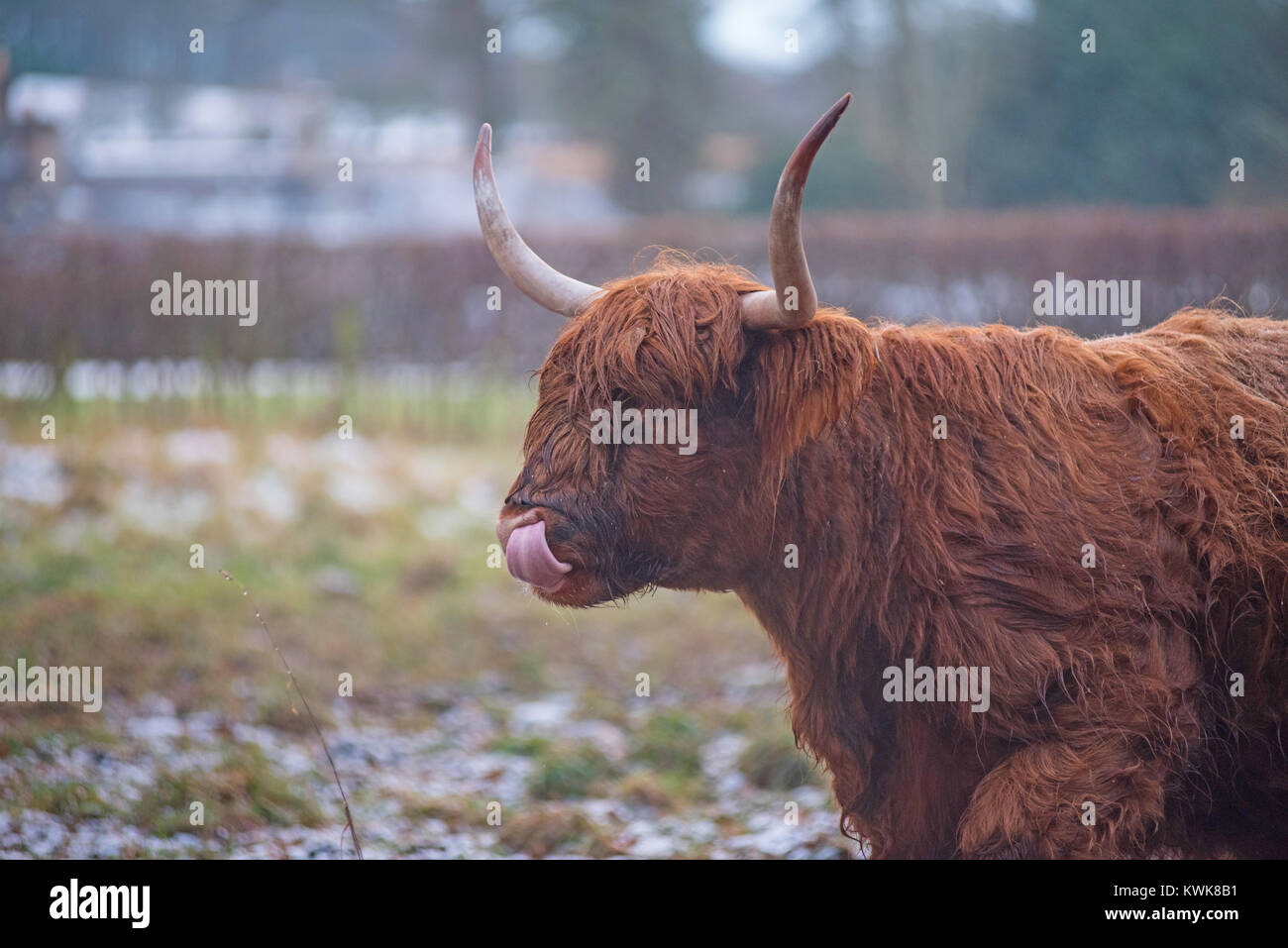 Farm scotland cattle borders hi-res stock photography and images - Alamy