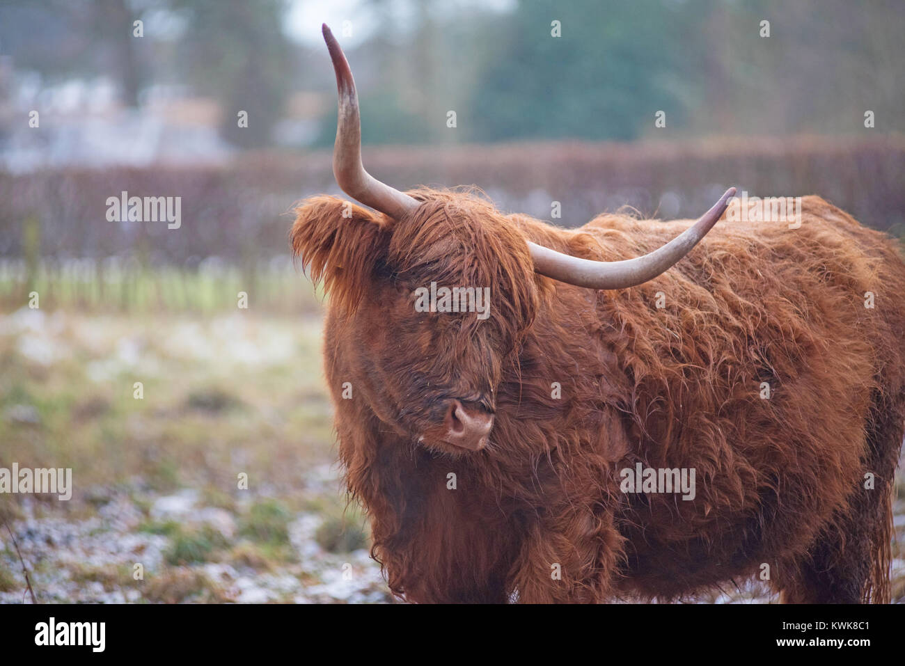 Farm Scotland Cattle Borders High Resolution Stock Photography and ...