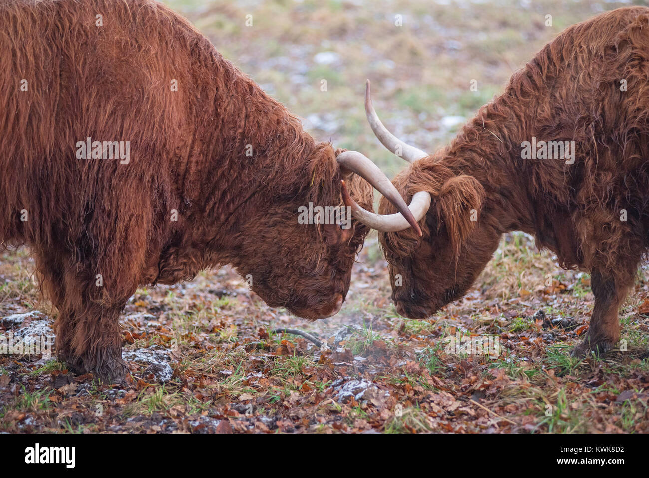 Farm scotland cattle borders hi-res stock photography and images - Alamy