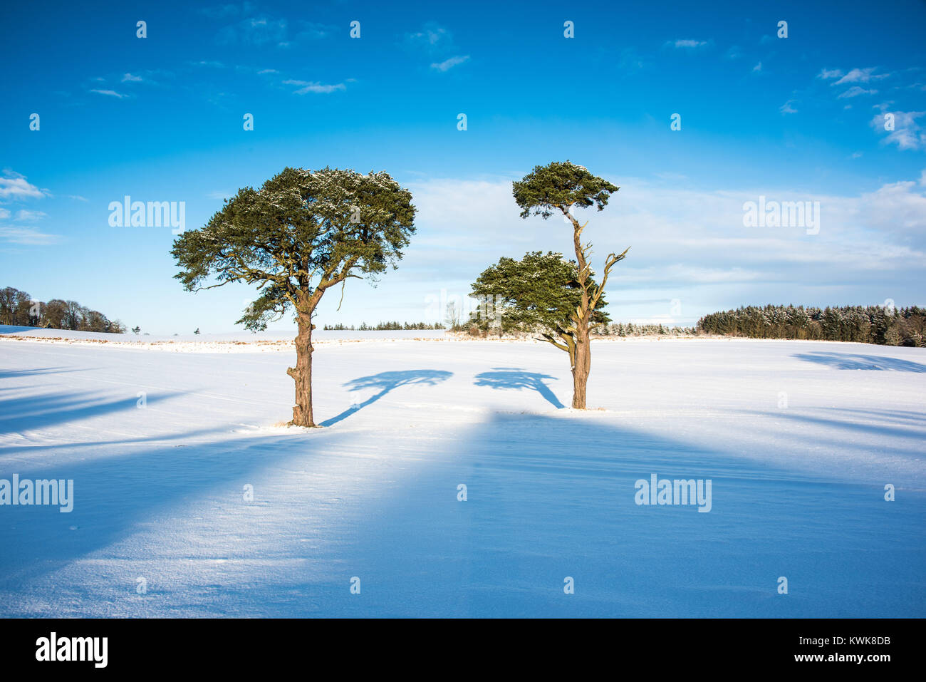 Two isolated Scots Pine trees (Pinus sylvestris) cast long converging ...