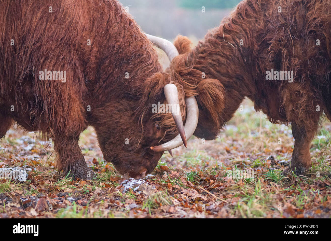 Farm Scotland Cattle Borders High Resolution Stock Photography and ...