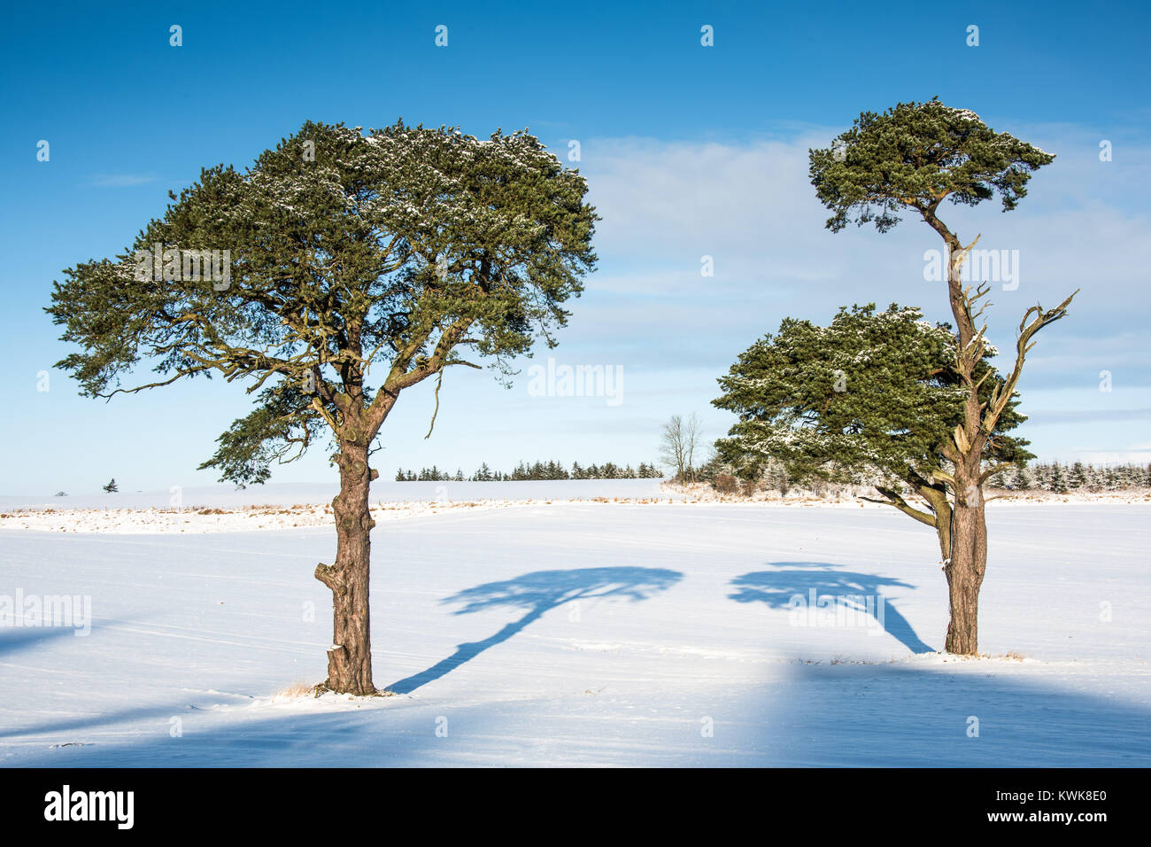 Two isolated Scots Pine trees (Pinus sylvestris) cast long converging ...