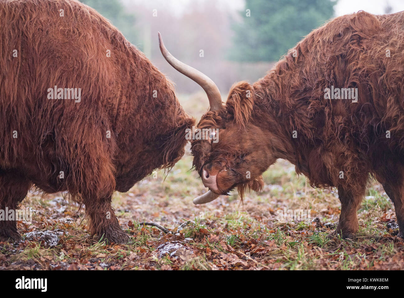 Highland cows in the Scottish Borders Stock Photo - Alamy