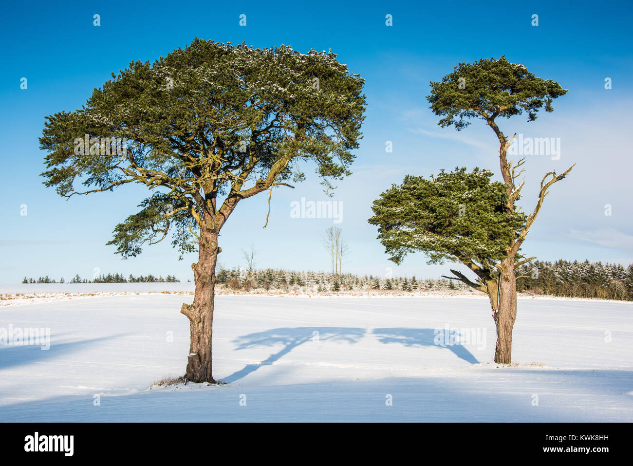 Two isolated Scots Pine trees (Pinus sylvestris) cast long converging ...