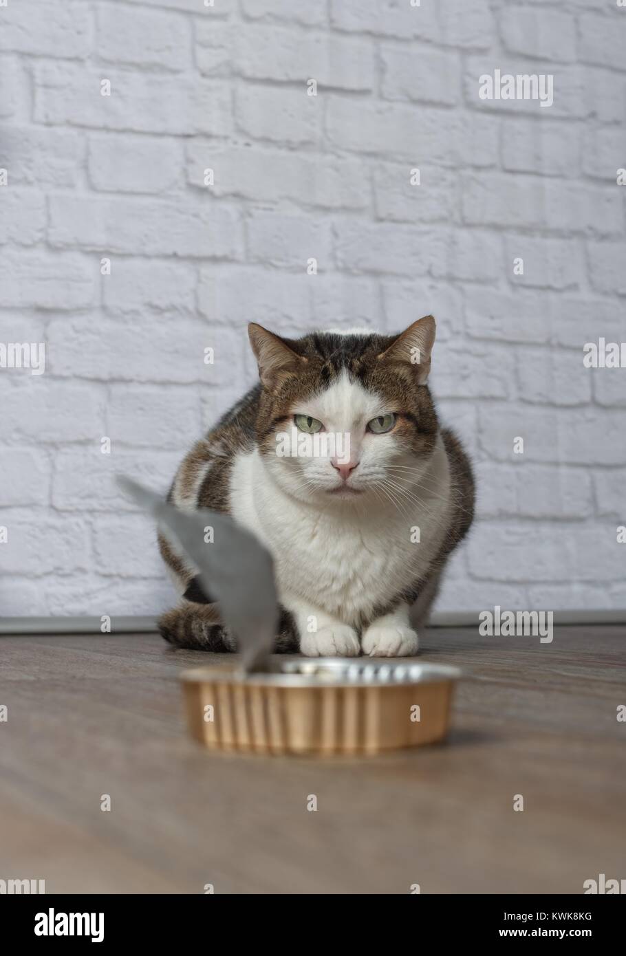 Old tabby cat hi-res stock photography and images - Alamy