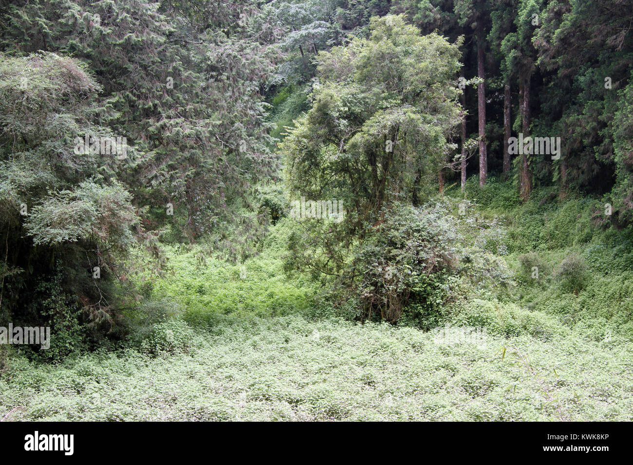 Alishan National Park Stock Photos & Alishan National Park Stock Images ...