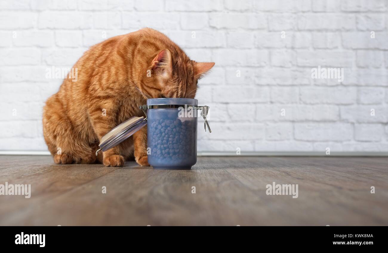 Hungry Stock Photos & Hungry Stock Images - Alamy