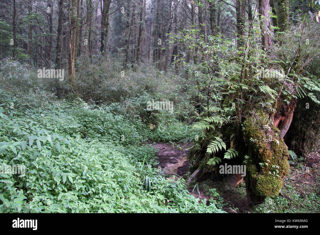 Alishan national park hi-res stock photography and images - Alamy