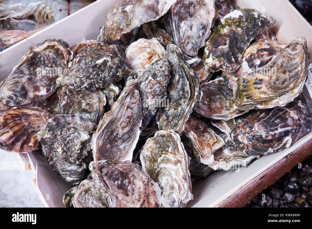 Molluscs hi-res stock photography and images - Alamy