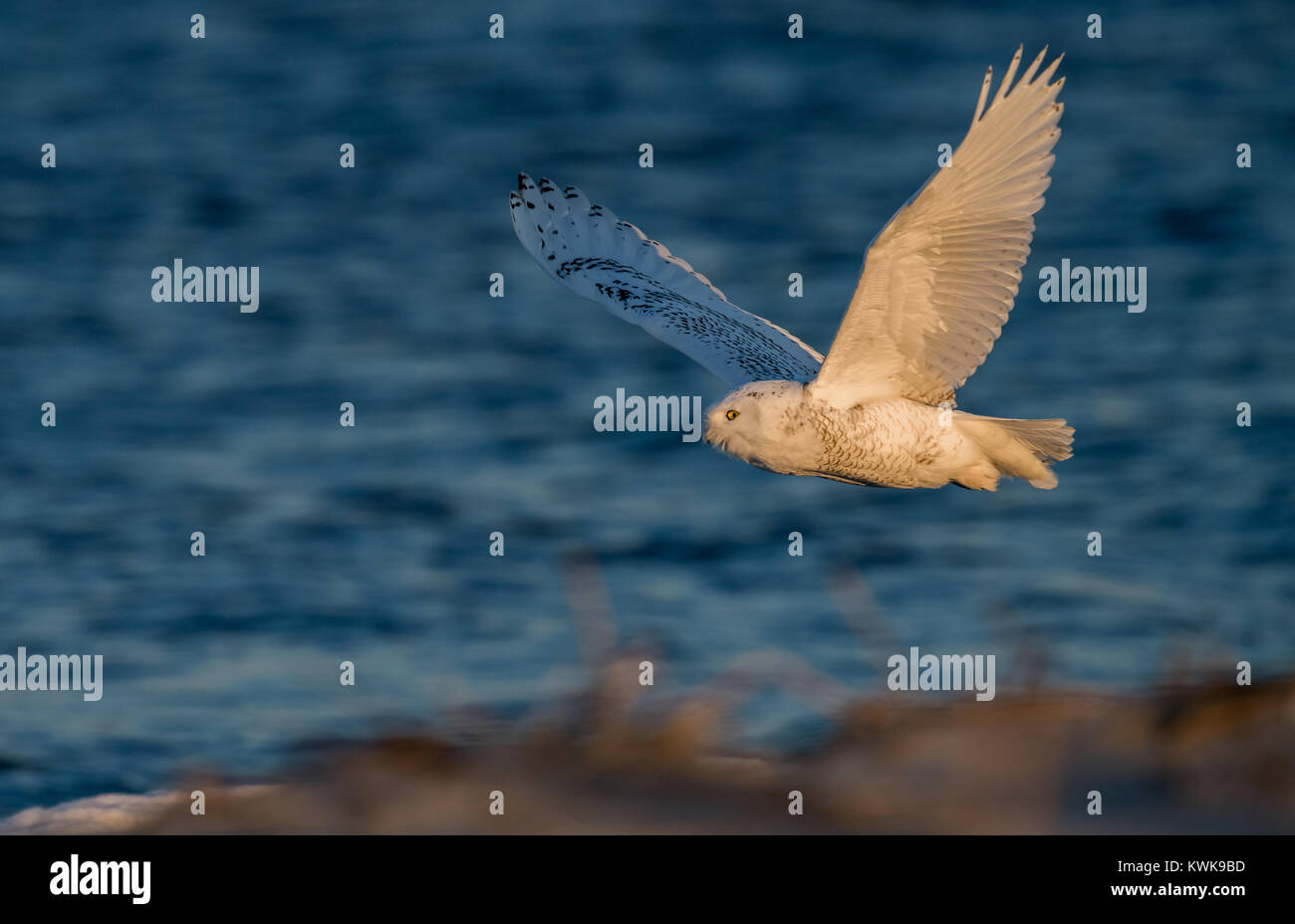 A Snowy Owl on the Beach Stock Photo - Alamy