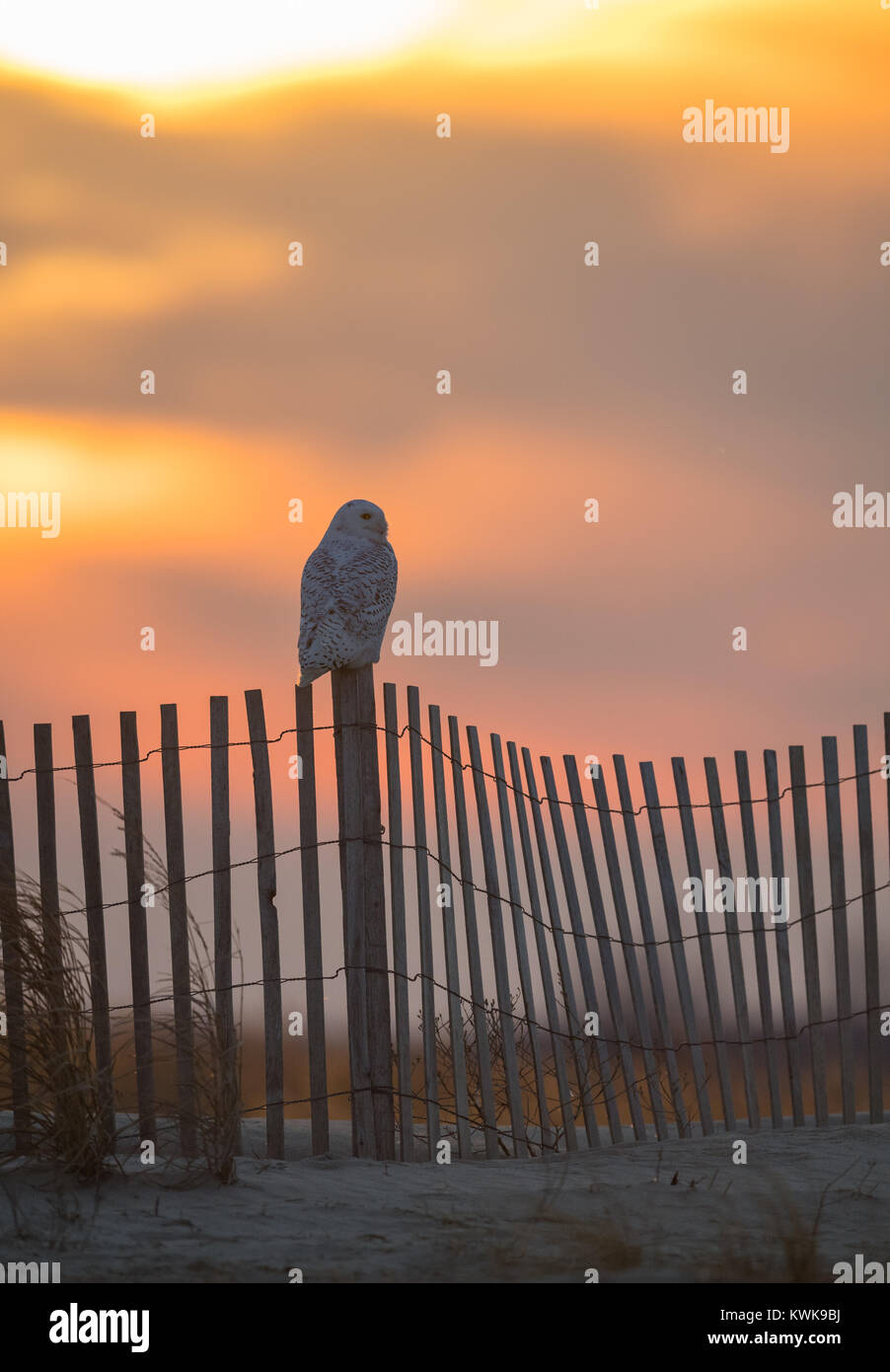 A Snowy Owl on the Beach Stock Photo - Alamy