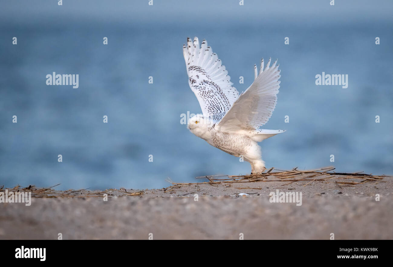 A Snowy Owl on the Beach Stock Photo - Alamy