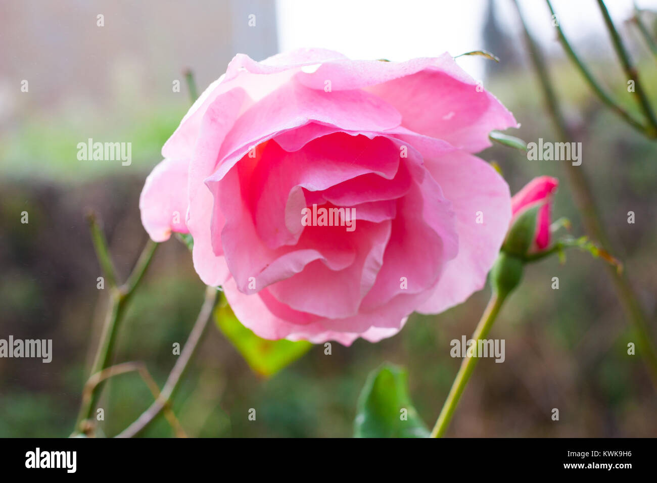 Close-up of a beautiful pink rose in the garden Stock Photo - Alamy