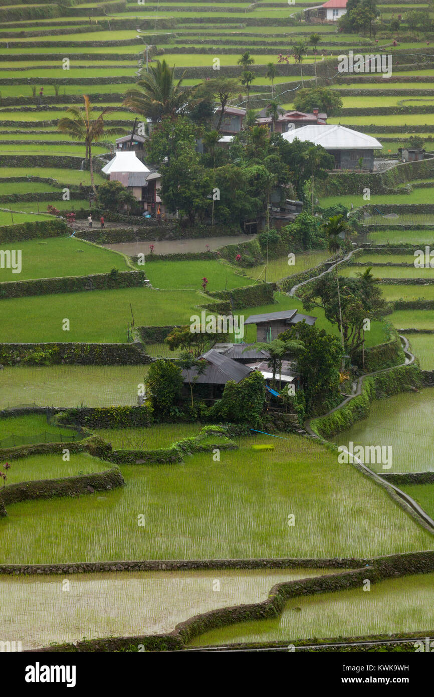 Rice terraces from Banaue, Philippines Stock Photo - Alamy