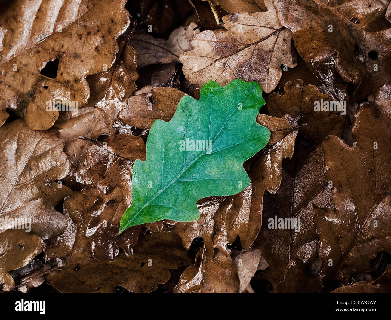 Oak leaf on dead beech and oak leaves, Ingleton Waterfall trail ...