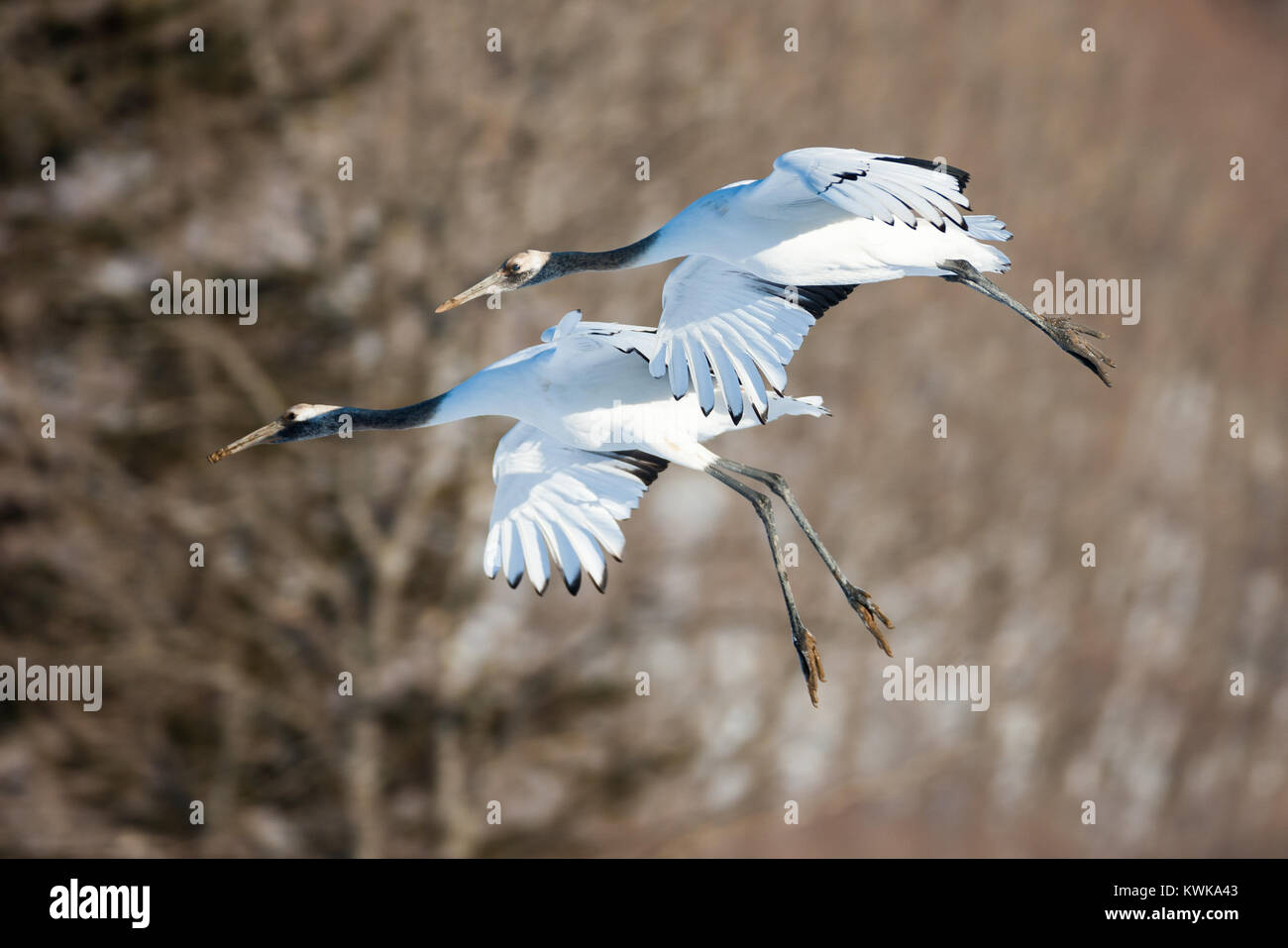 Flying red crowned cranes hi-res stock photography and images - Alamy