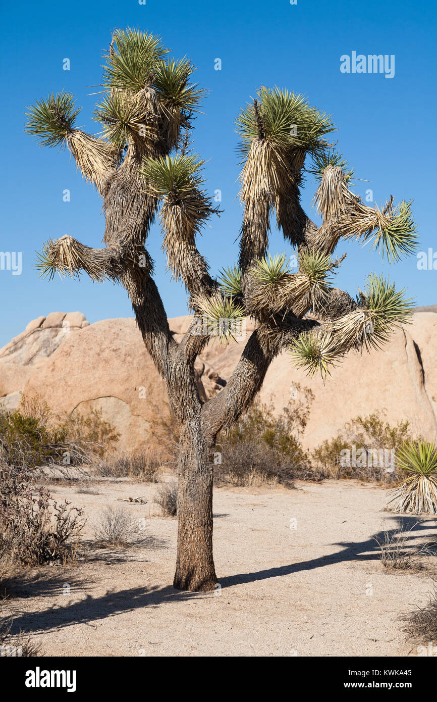 Joshua Trees in the Joshua Tree National Park USA Stock Photo - Alamy