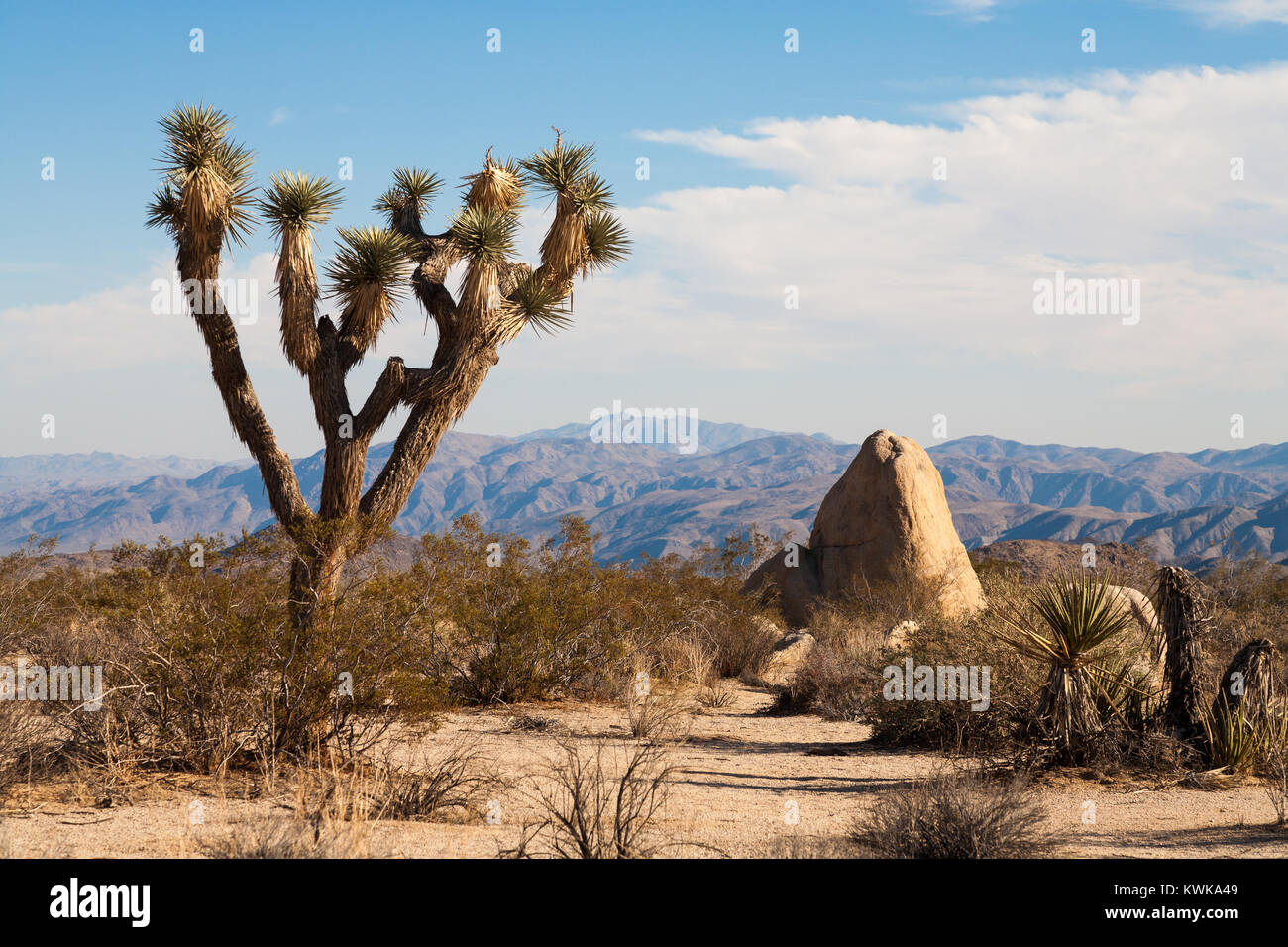 Joshua Trees in the Joshua Tree National Park USA Stock Photo - Alamy