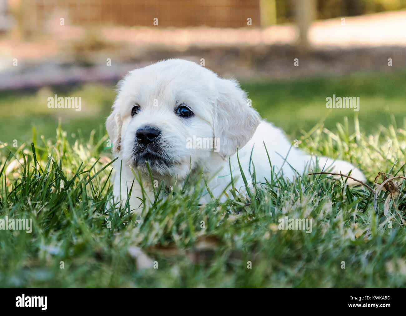 Five week old puppies hi-res stock photography and images - Alamy