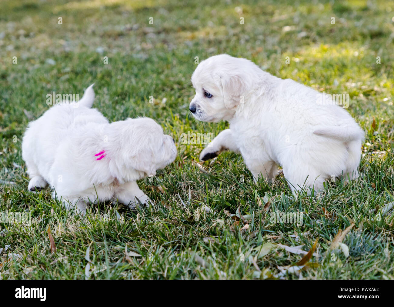 Five week old puppies hi-res stock photography and images - Alamy
