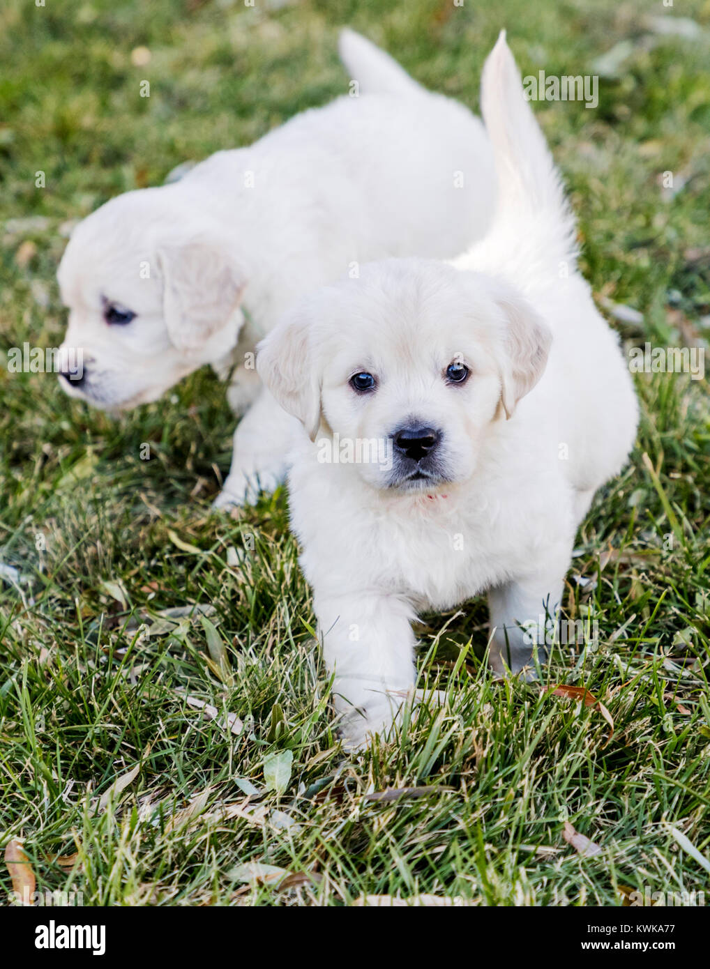 Five week old puppies hi-res stock photography and images - Alamy