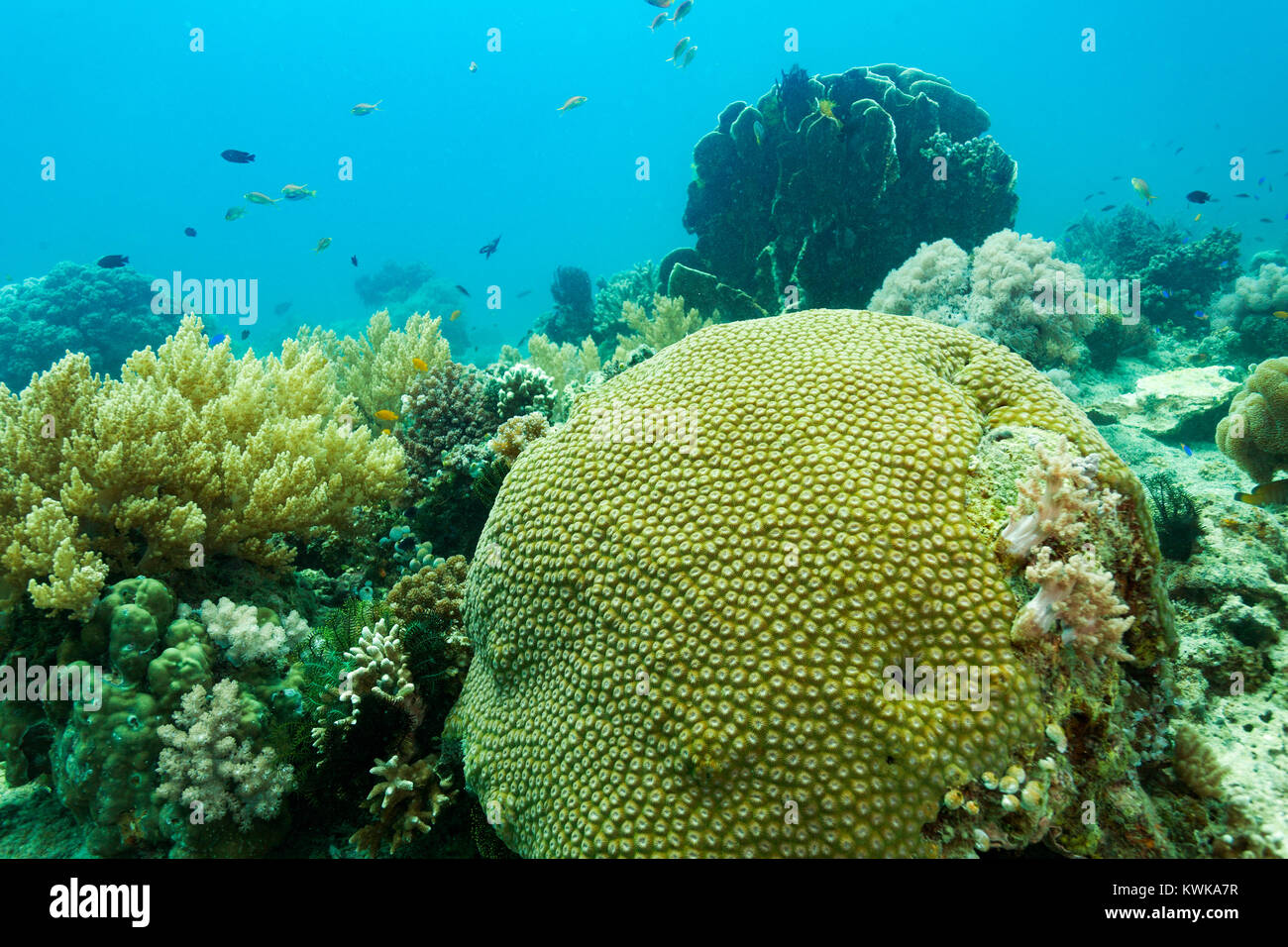 Balicasag island hi-res stock photography and images - Alamy