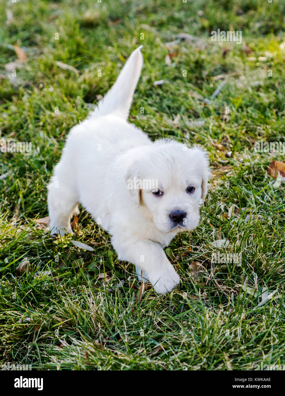Five week old puppies hi-res stock photography and images - Alamy
