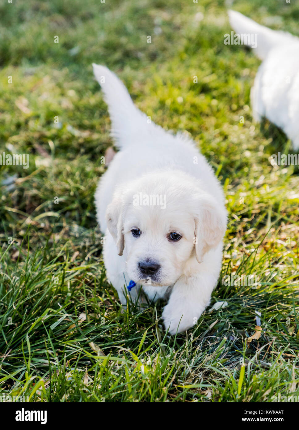 Five week old puppies hi-res stock photography and images - Alamy