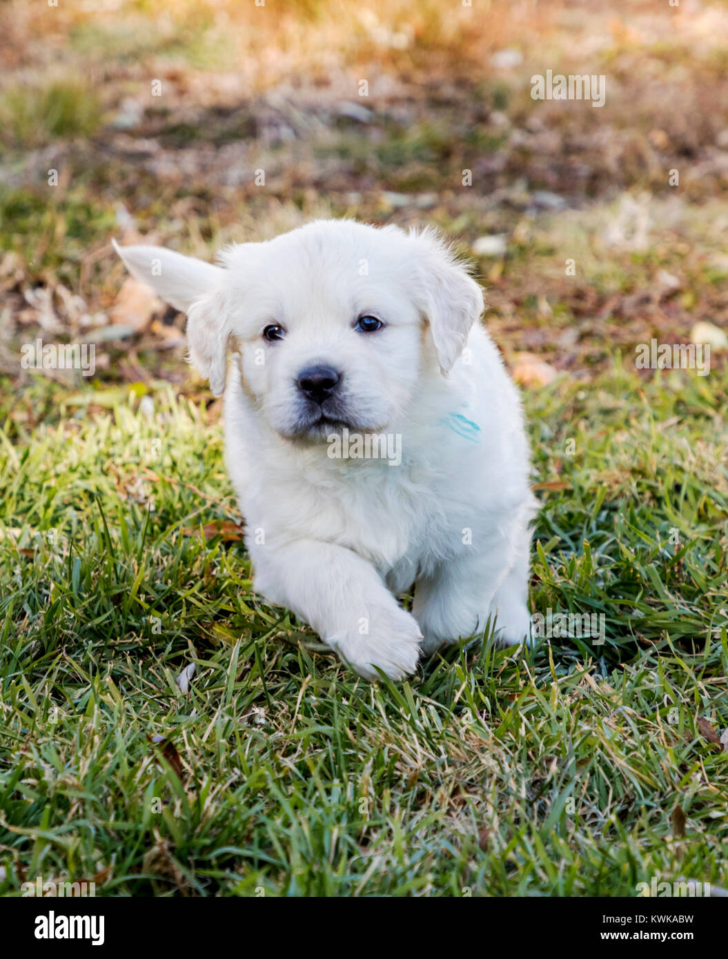 Five week old puppies hi-res stock photography and images - Alamy