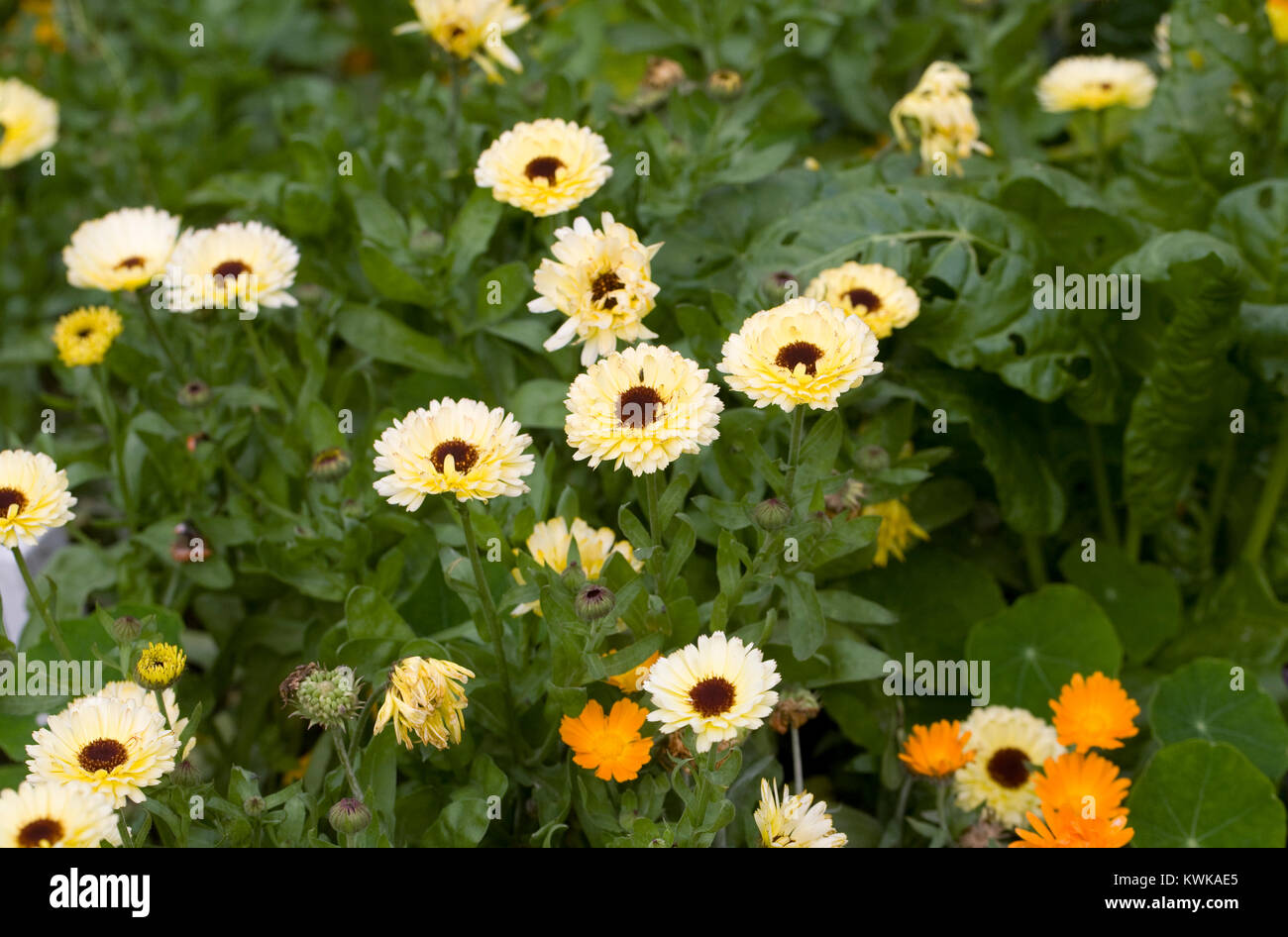 Calendula officinalis flowers Stock Photo - Alamy