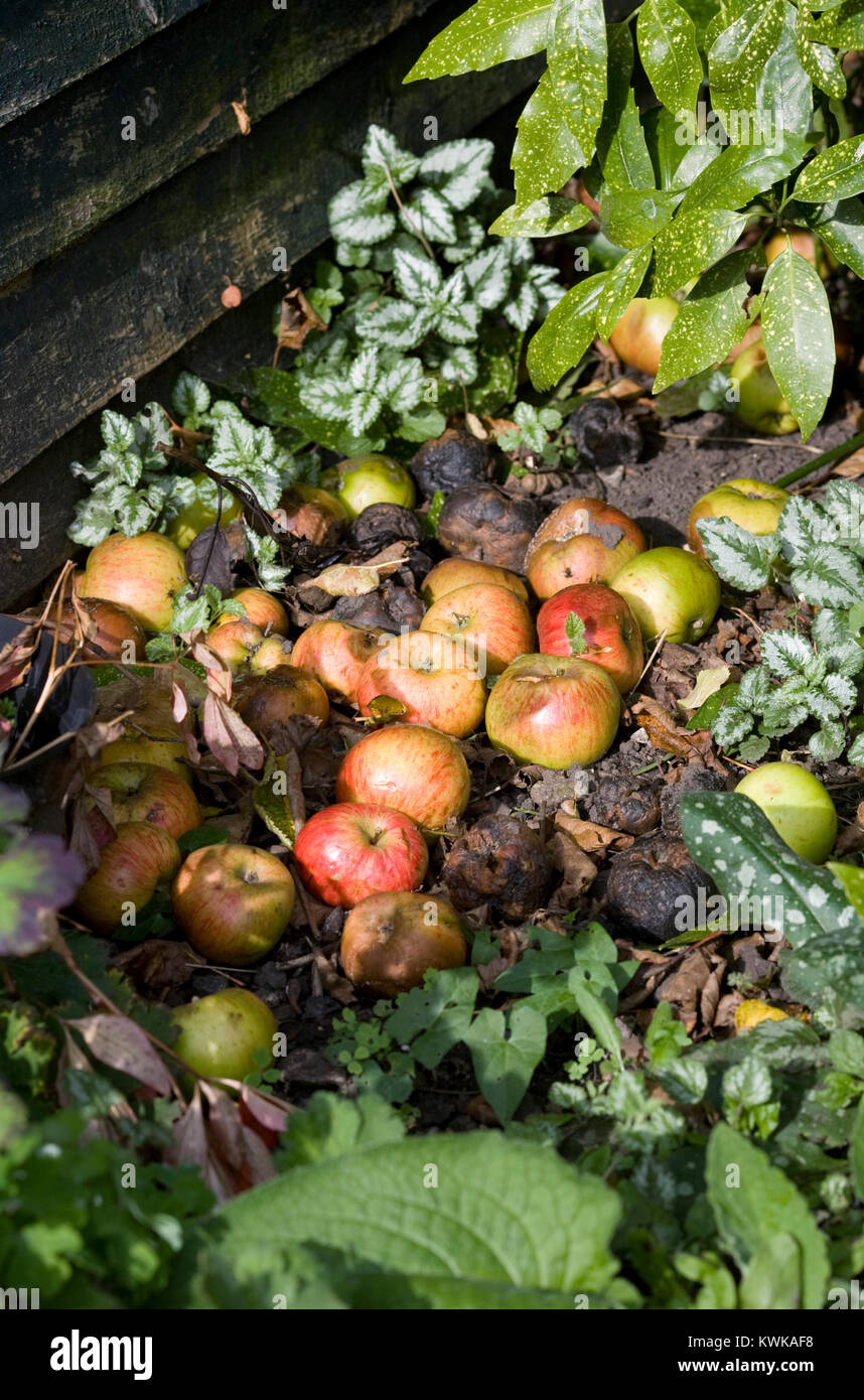 Malus domestica. Windfall apples in Autumn Stock Photo - Alamy