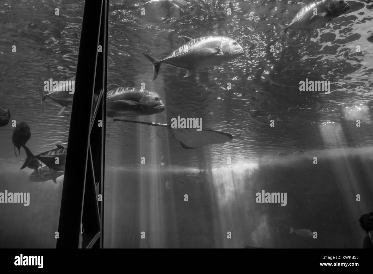Light fish light Black and White Stock Photos & Images - Alamy