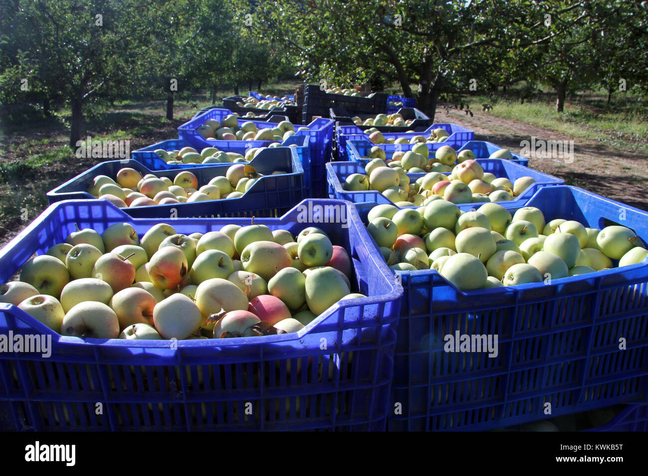 Green apples in blue plastic boxes near trees in orchard Stock Photo ...
