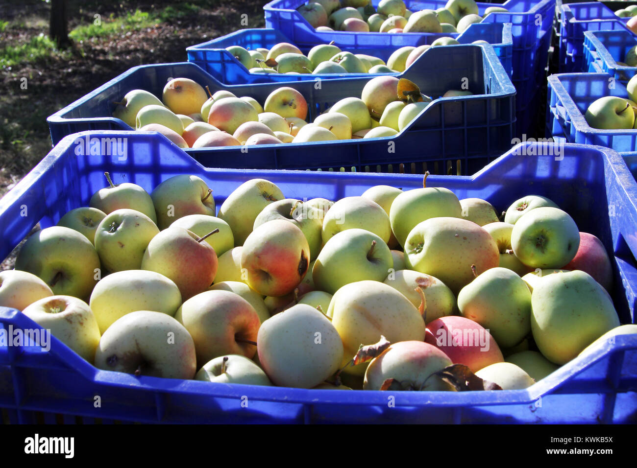 Green apples in blue plastic boxes in orchard, Turkey Stock Photo - Alamy