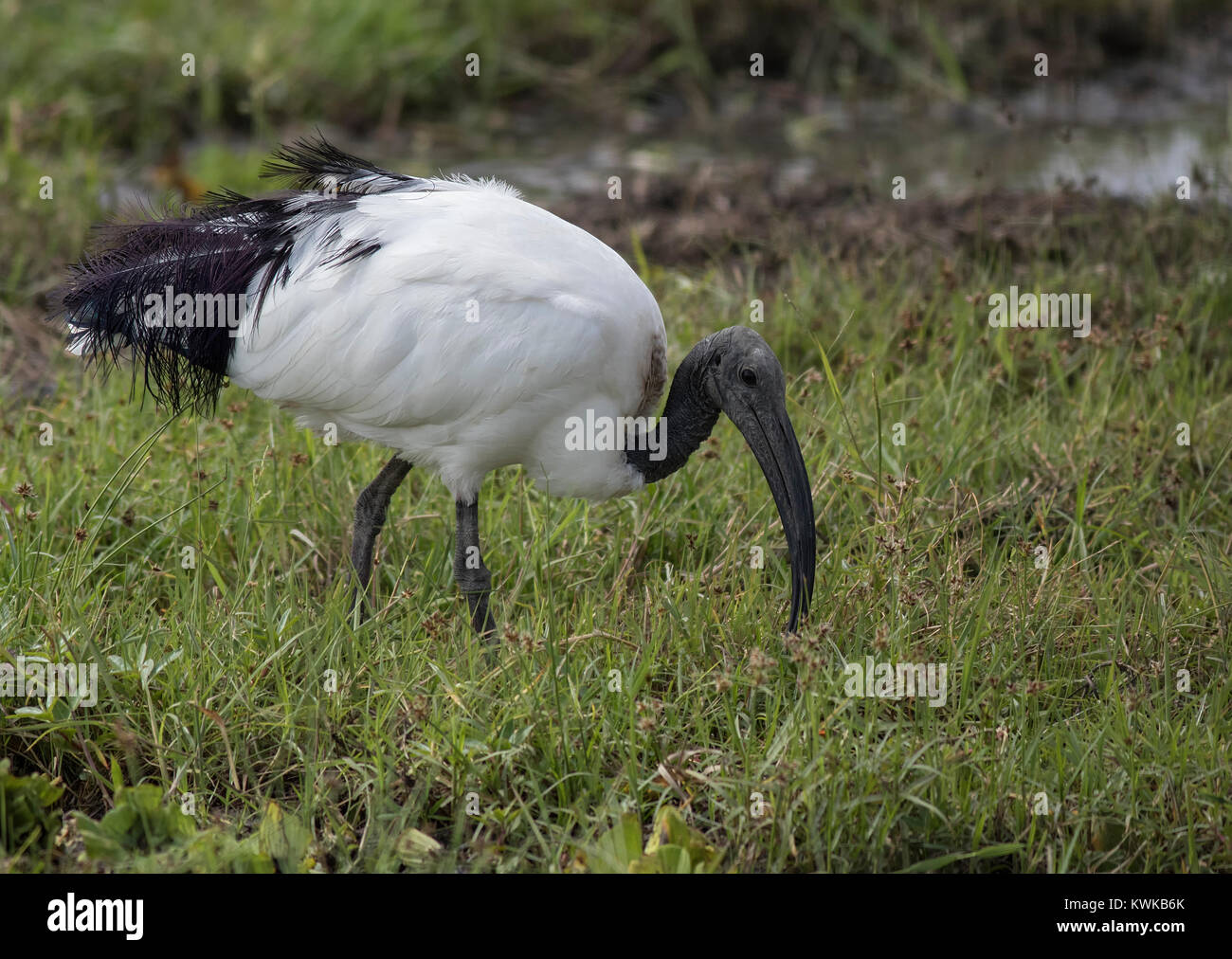 Kenyan sacred ibis hi-res stock photography and images - Alamy