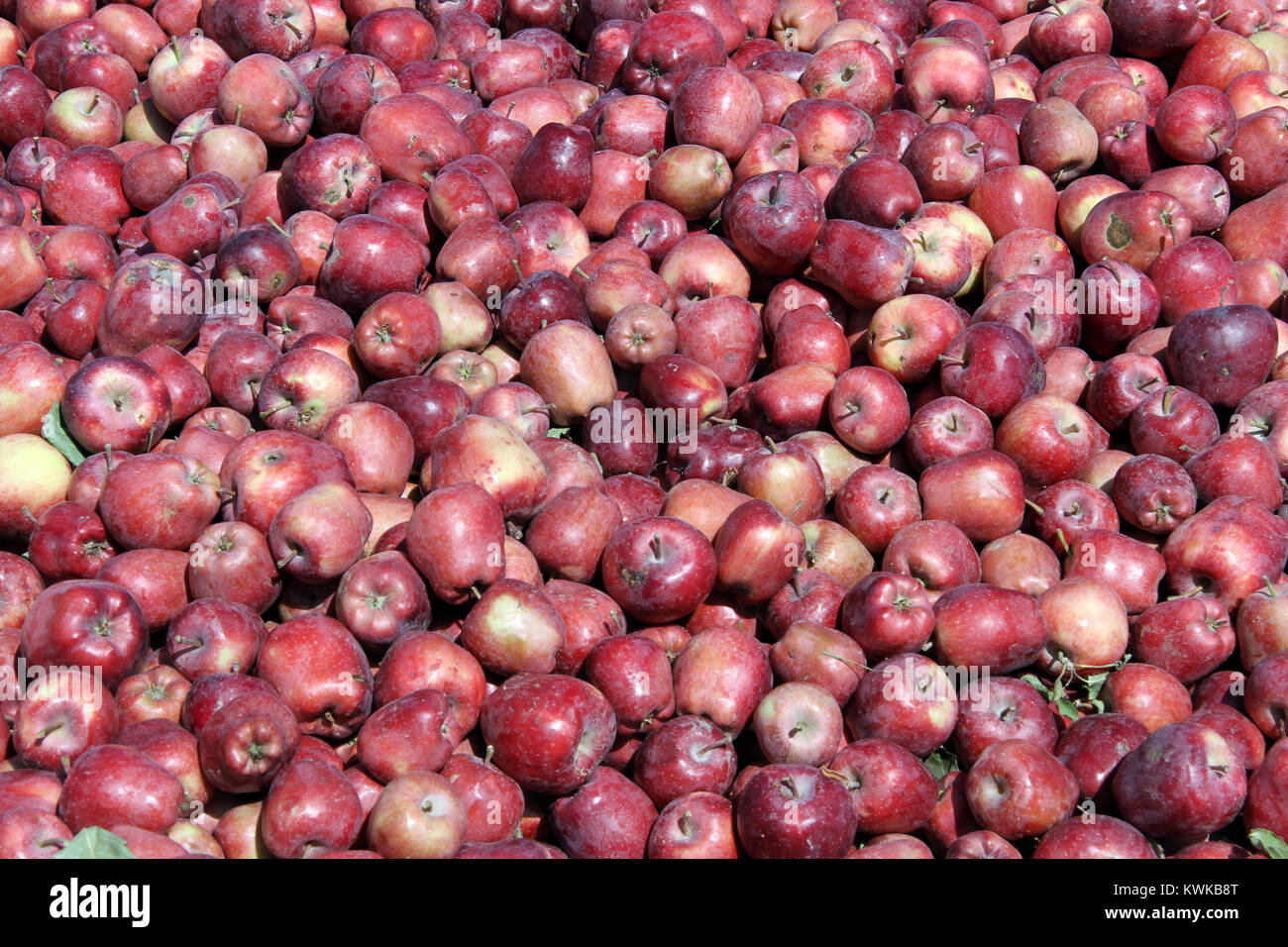 Heap of big red apples in fruit farm Stock Photo - Alamy